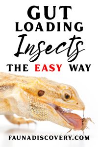 Gut Loading Insects Made Easy