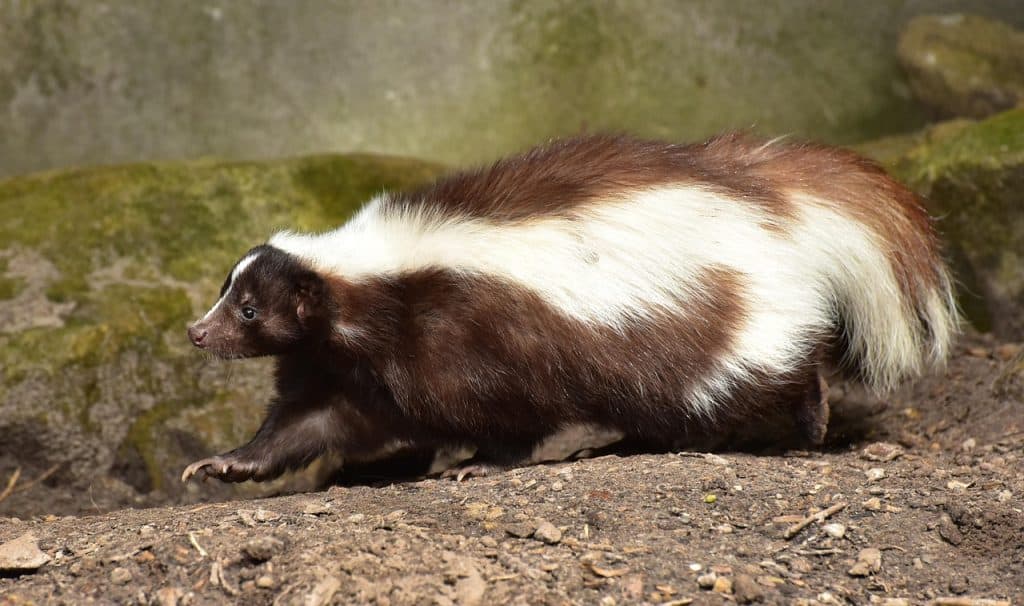 Skunk Enrichment: How to Keep Your Pet Skunk Happy and Out of Trouble