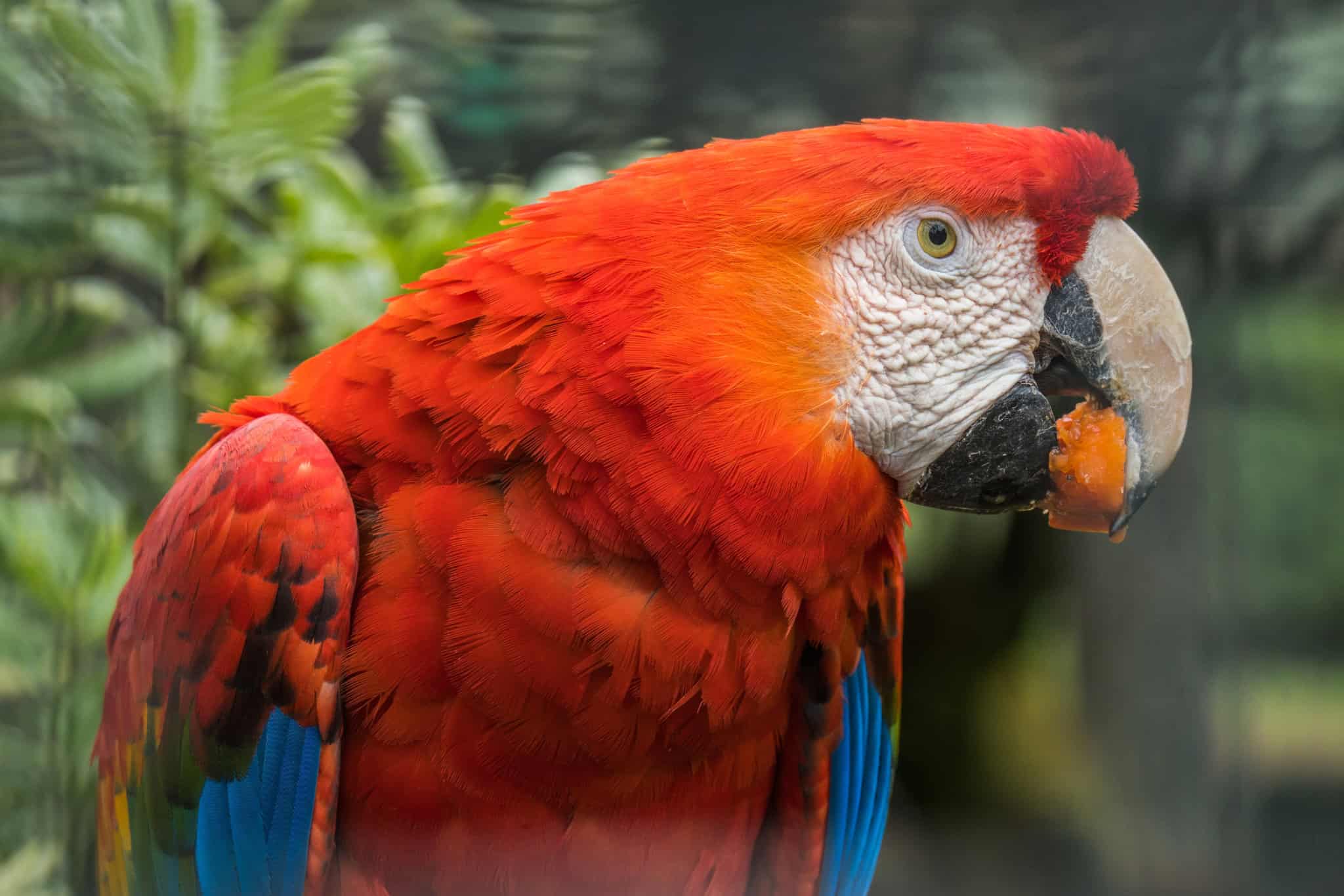 Toxic and Non-Toxic Plants for Parrots - A Safe Guide for Bird Owners