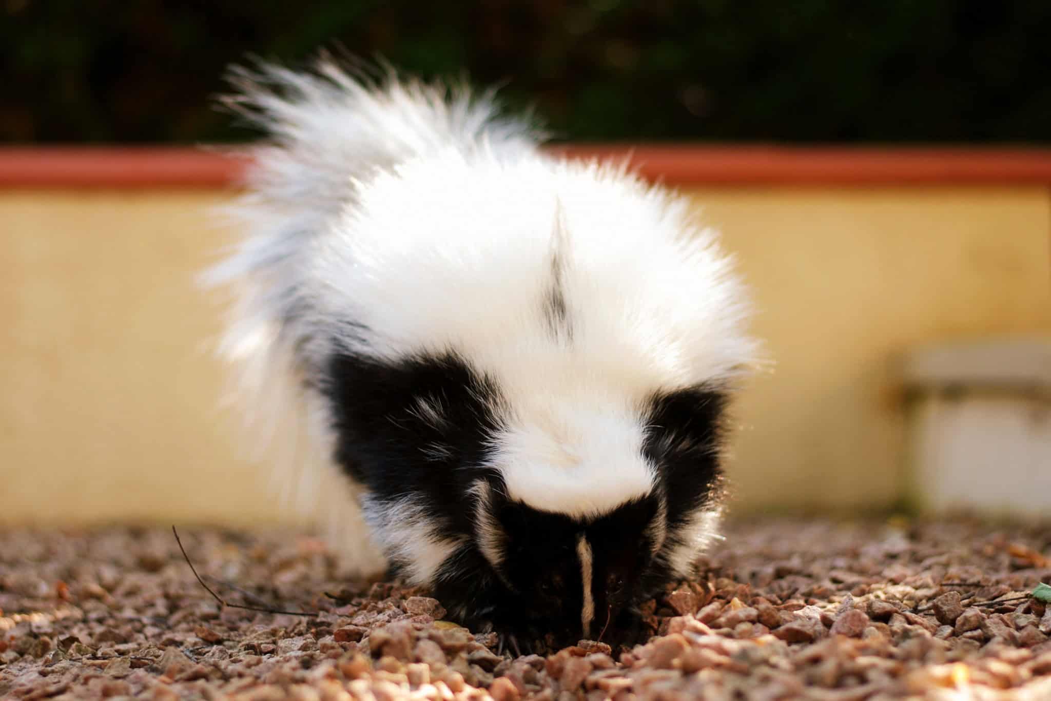 Healthy Pet Skunk Diet Guide