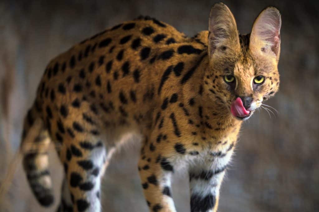 Pet Serval Diet - the Best Foods for Your Wild Cat