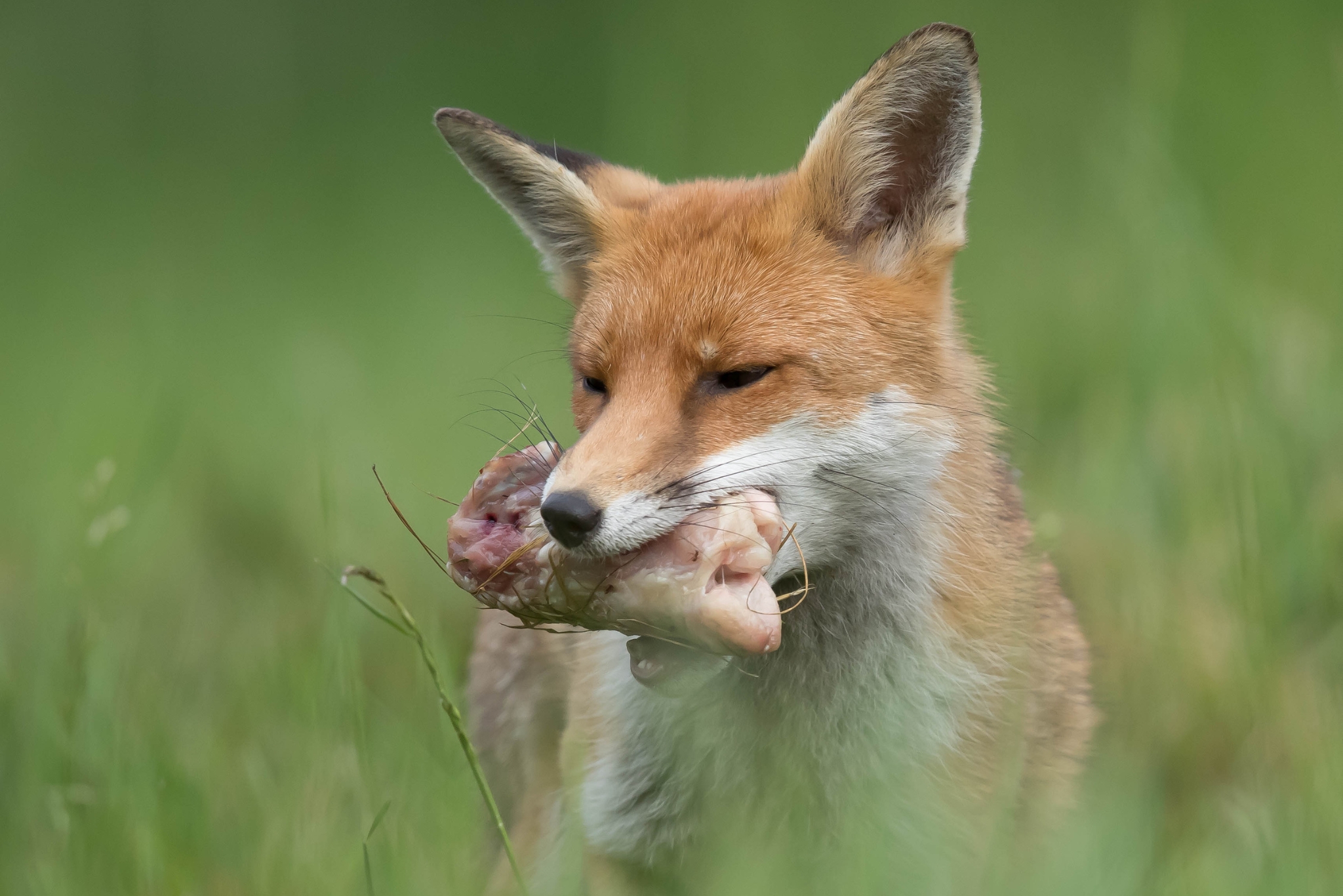 Red Fox Diet Guide: How To Feed Them The Right Way