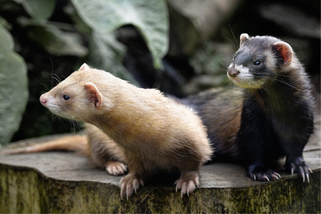 How are Ferrets as Pets? An Honest Guide for Potential Owners