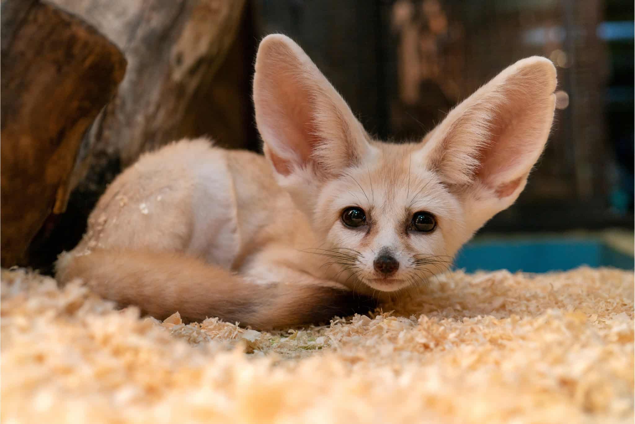 The Best Treats for Fennec Foxes