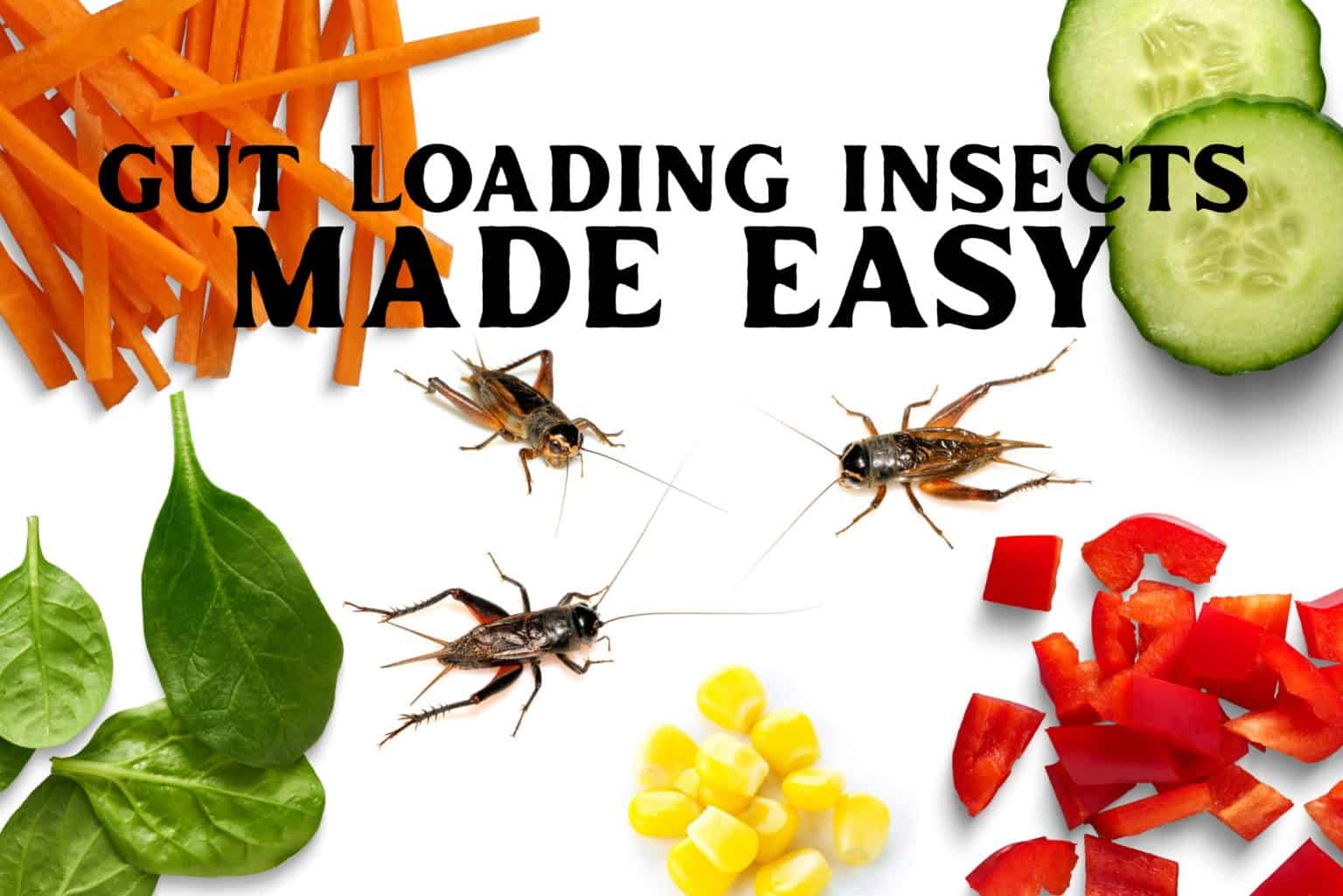 Gut Loading Insects Made Easy
