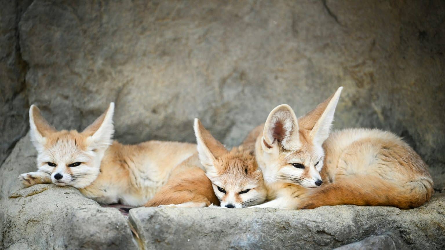Buying a Fennec Fox? Here’s What to Know About Ethical Breeders and Laws