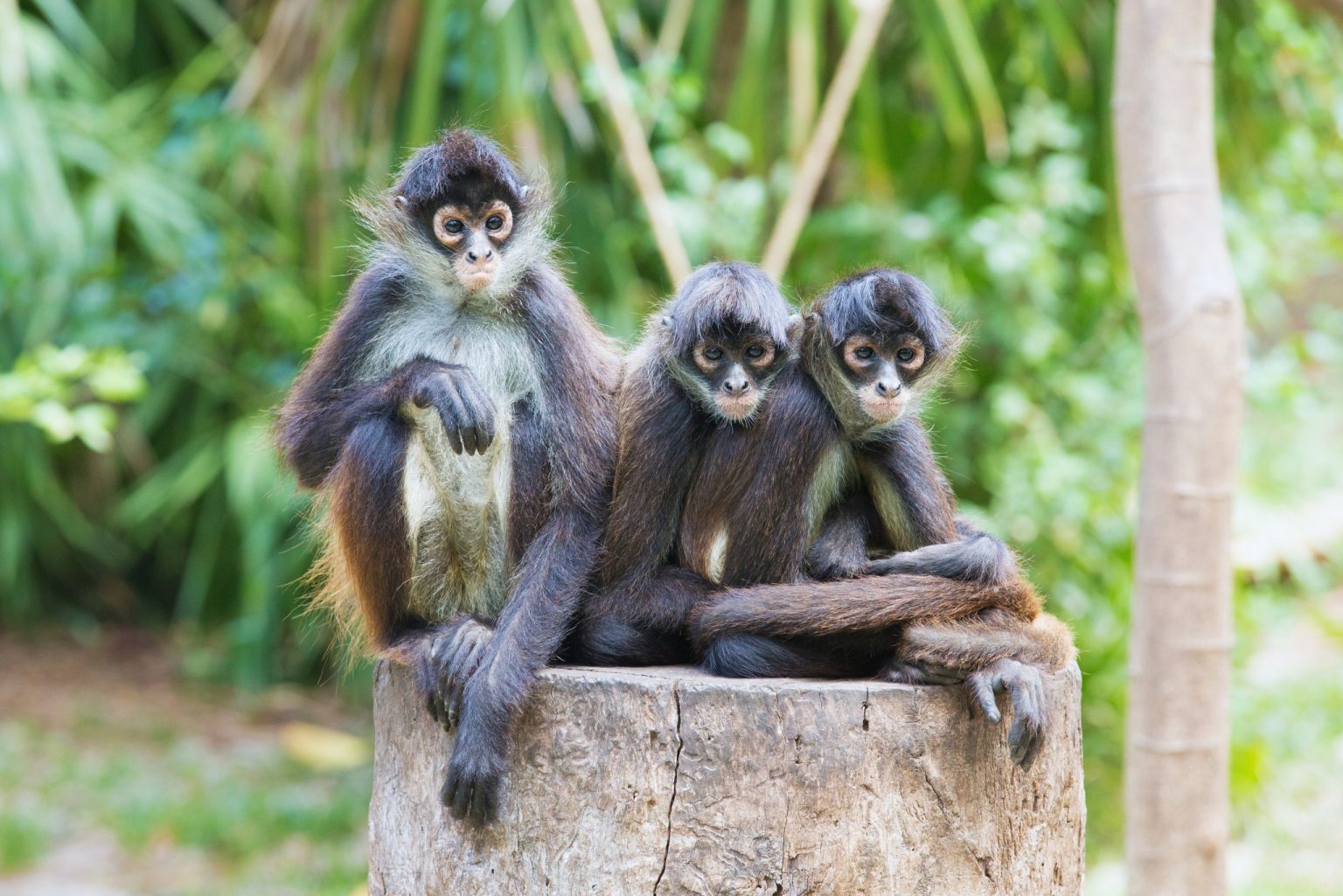 Pet Spider Monkey Care Guide