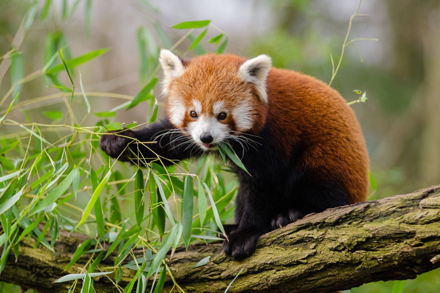 Can You Have a Pet Red Panda? Everything You Need to Know