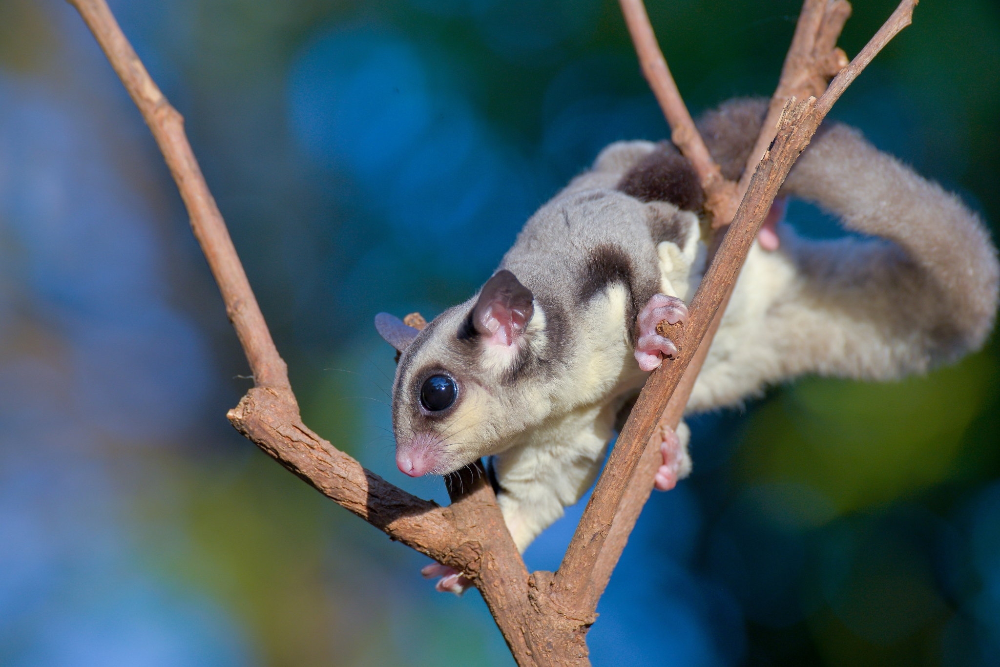 Sugar Glider Facts: Habitat, Behavior, Threats & Conservation