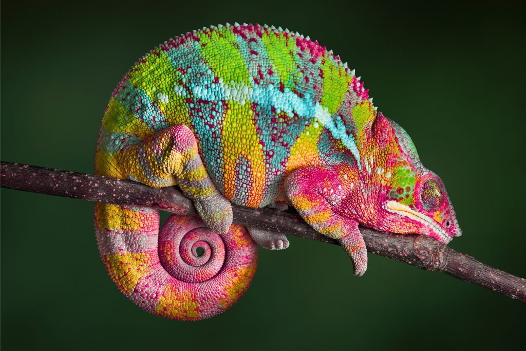 USDA Exotic Animal Licenses: Types, Costs, Requirements & Compliance