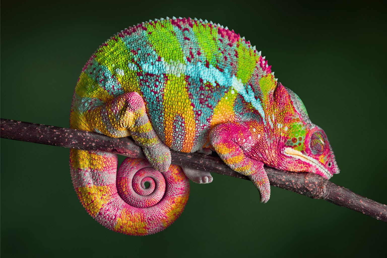 Chameleon Facts: Habitat, Behavior, Threats & Conservation