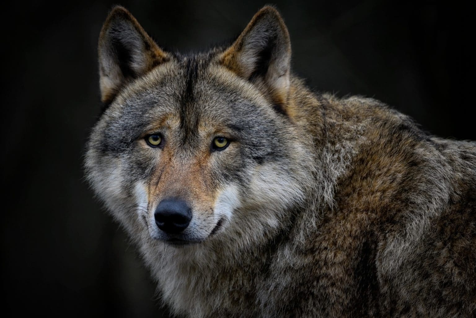 Can You Own a Wolf Hybrid? The Answer Might Surprise You
