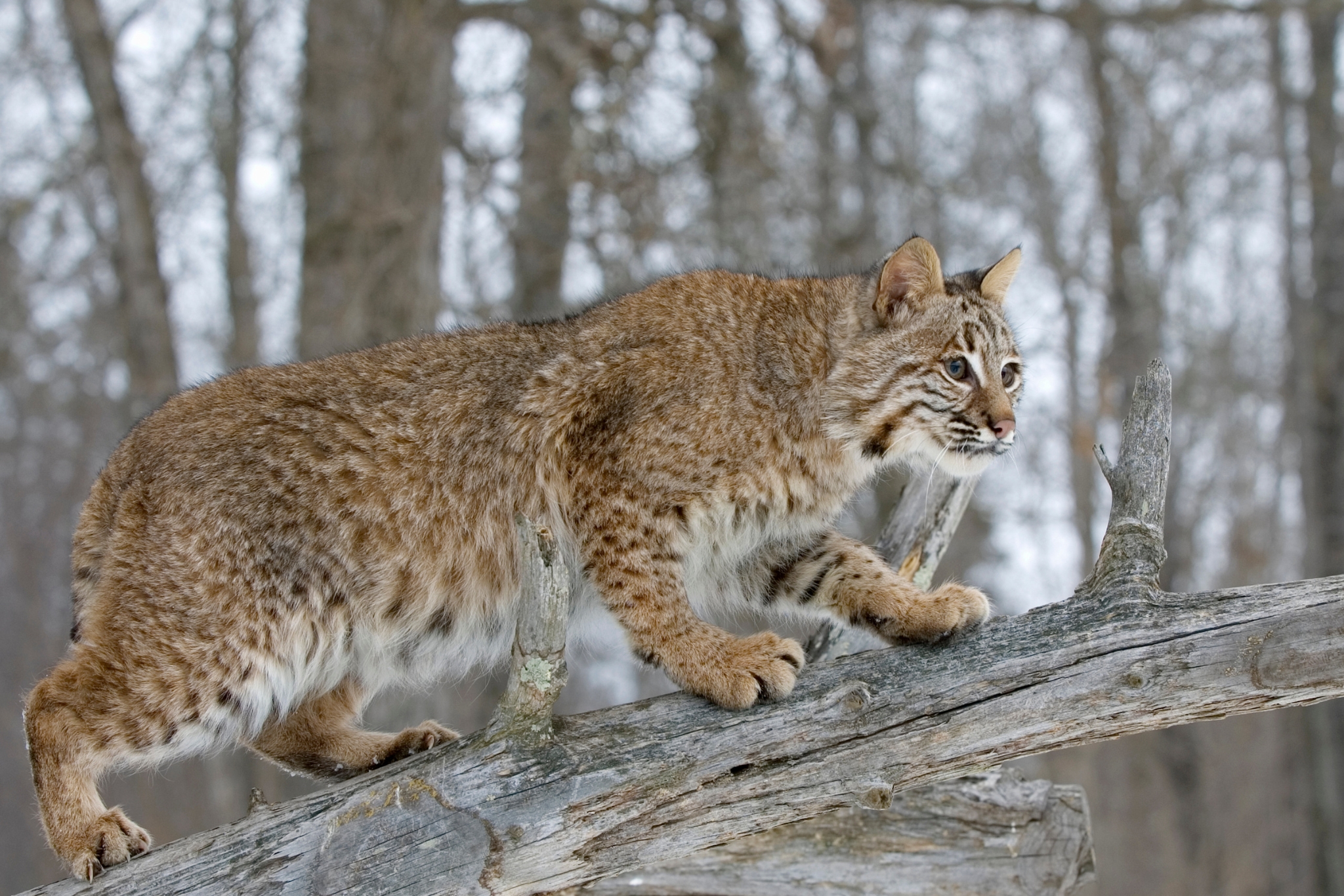 Bobcat Facts: Habitat, Behavior, Threats & Conservation