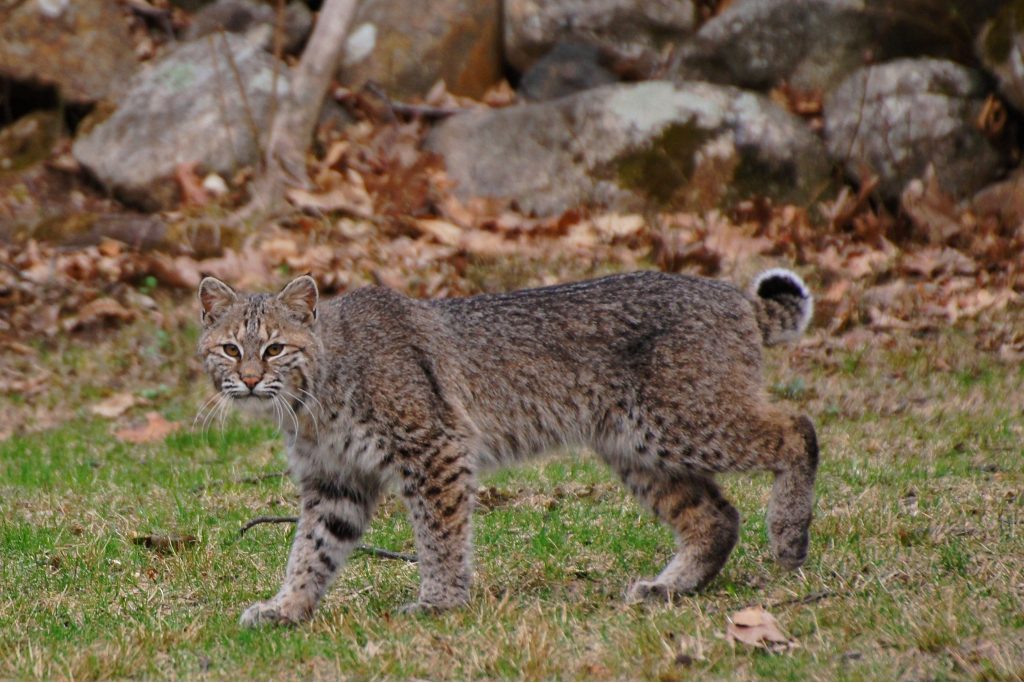 Bobcat Facts: Habitat, Behavior, Threats & Conservation