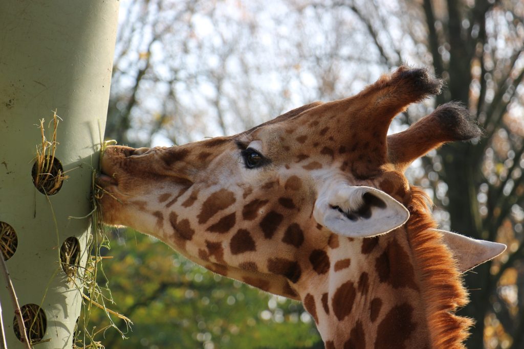 What is Applied Ethology? A Guide to Animal Behavior Science