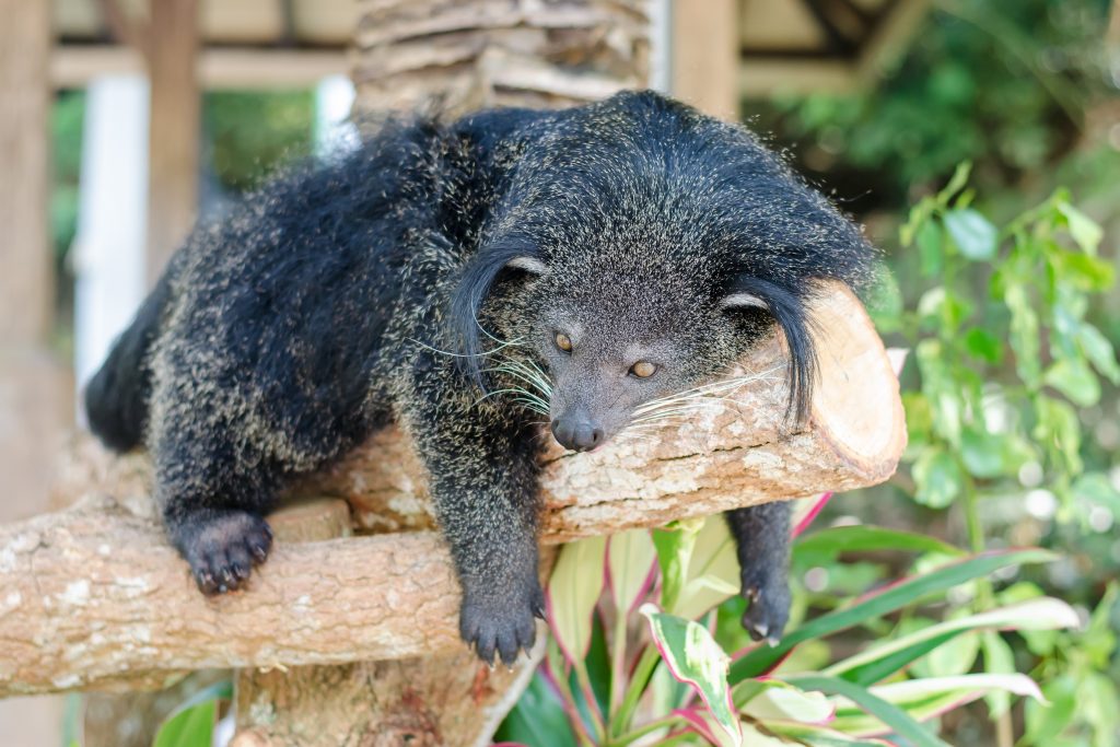 What Is a Binturong? Surprising Facts About the Mysterious Bearcat