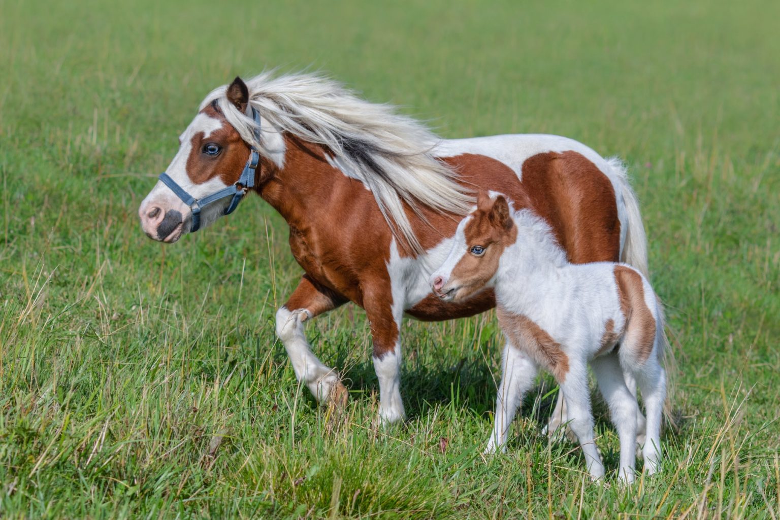 Miniature Service Horses: Guide to Benefits, Costs & Legal Rights