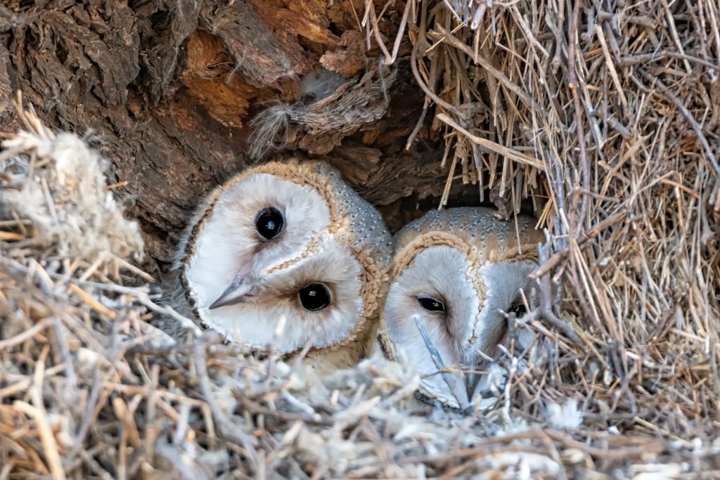 Do Barn Owls Mate for Life? The Surprising Truth About Their ...