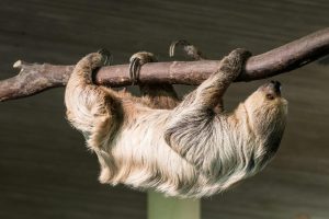 USDA Exotic Animal Licenses: Types, Costs, Requirements & Compliance