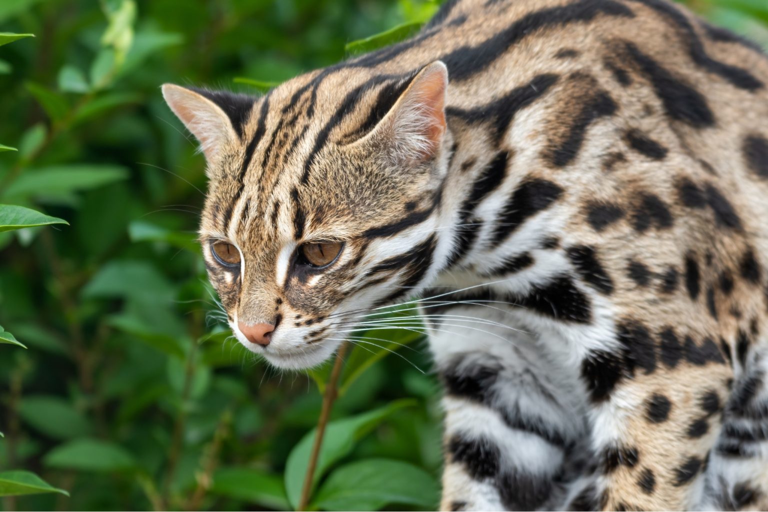 Pet Asian Leopard Cats: Care, Personality & Why Bengals Are Better