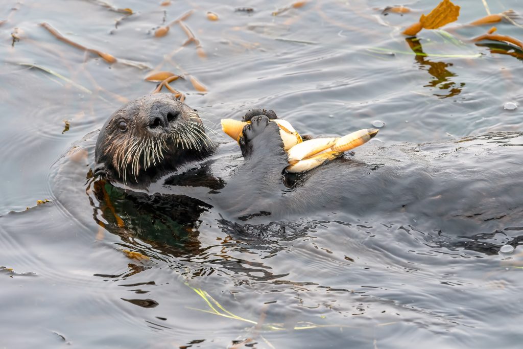 Why Do Otters Juggle Rocks? The Adorable Science Explained