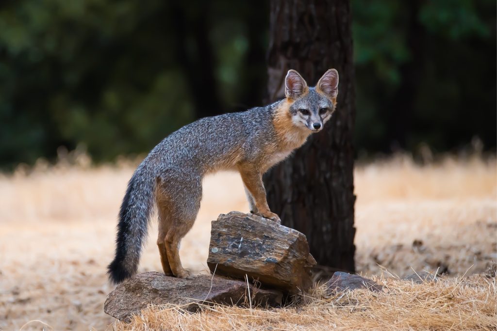 50+ Grey Fox Enrichment Ideas Every Pet Owner Should Try