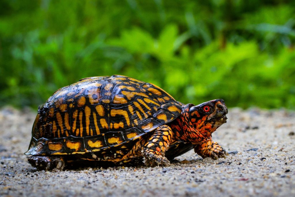 How to Raise Baby Box Turtles Using the Water Method