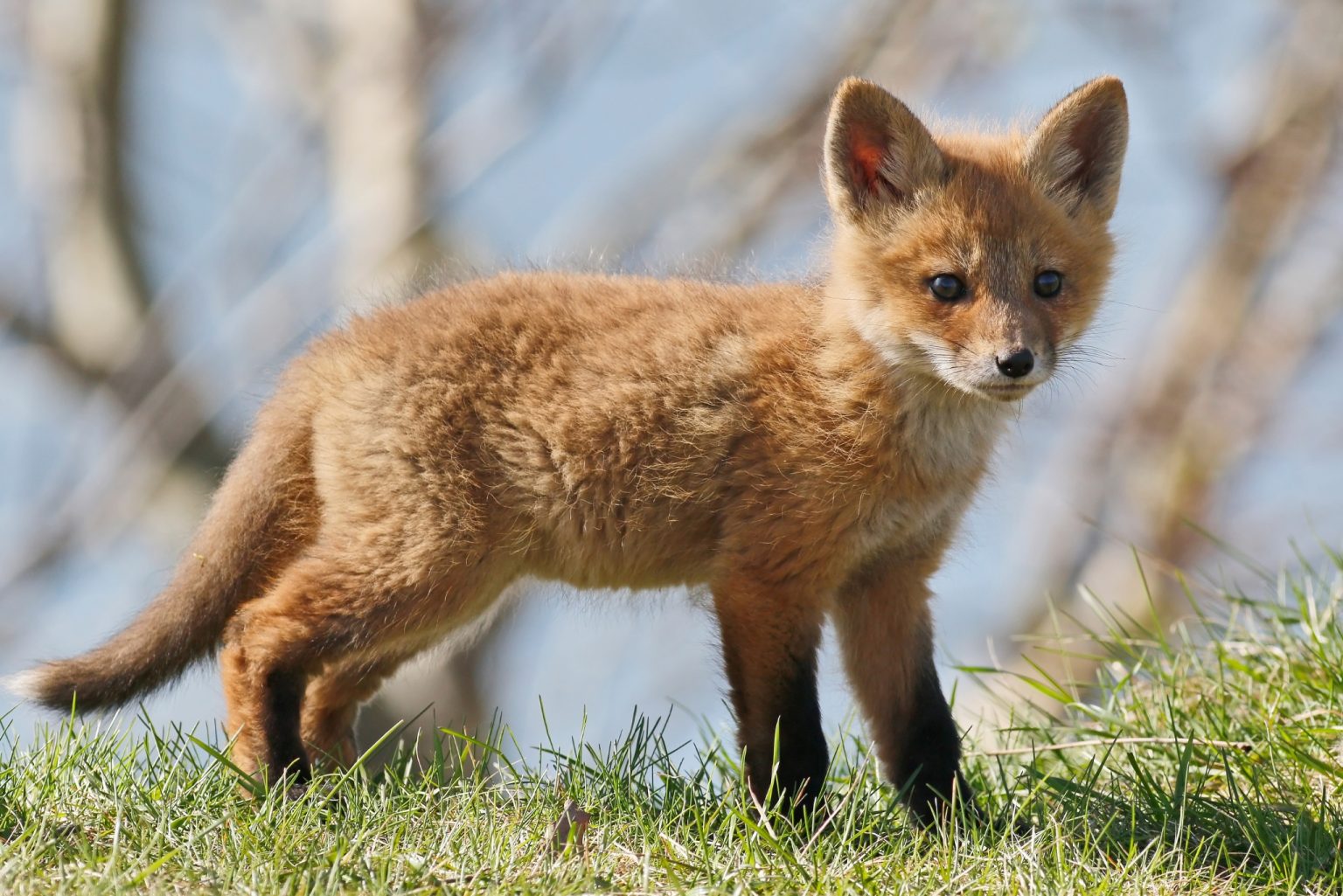 Do Pet Foxes Stink? The Honest Truth About Fox Odor