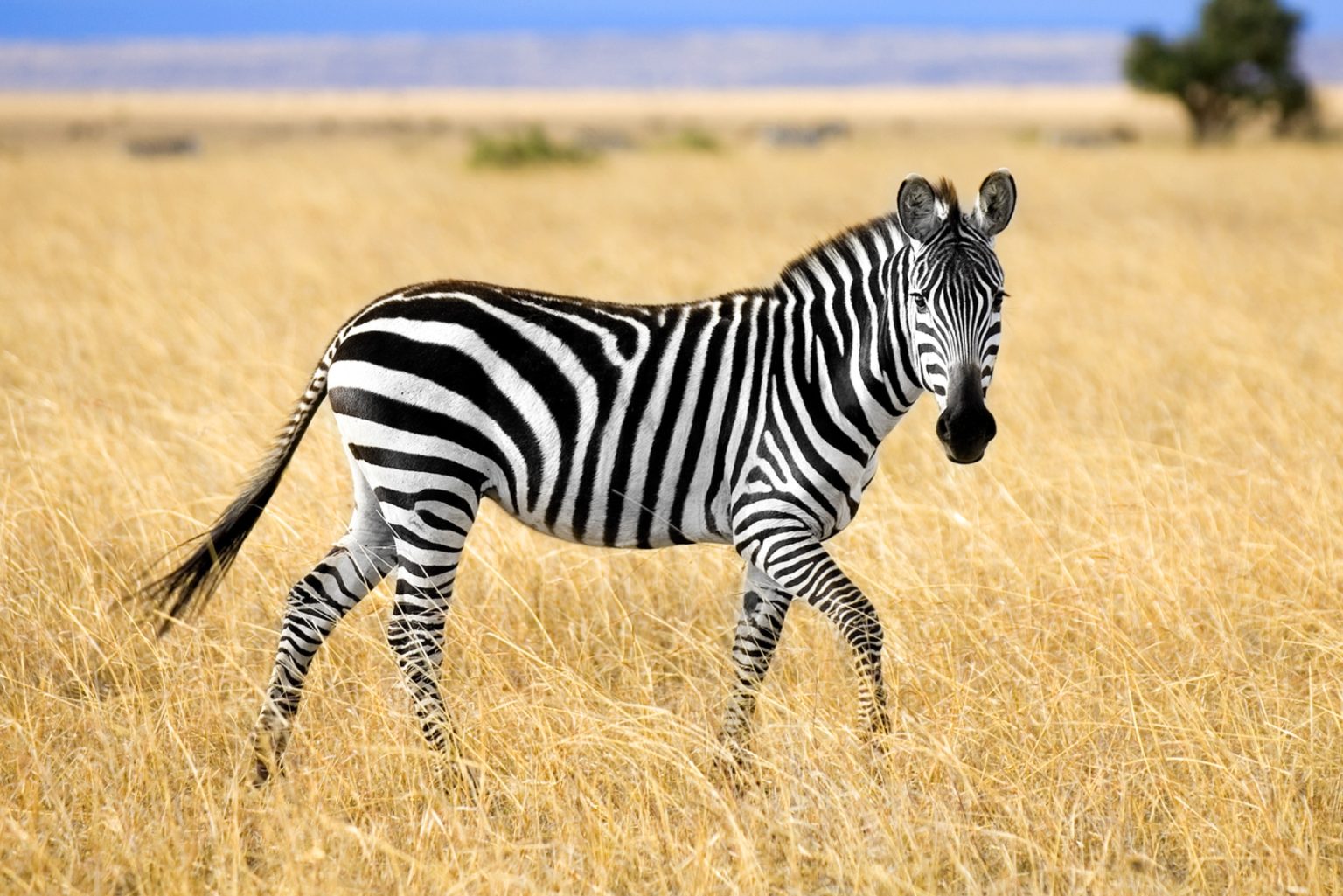 Can You Ride a Zebra? The Surprising Truth