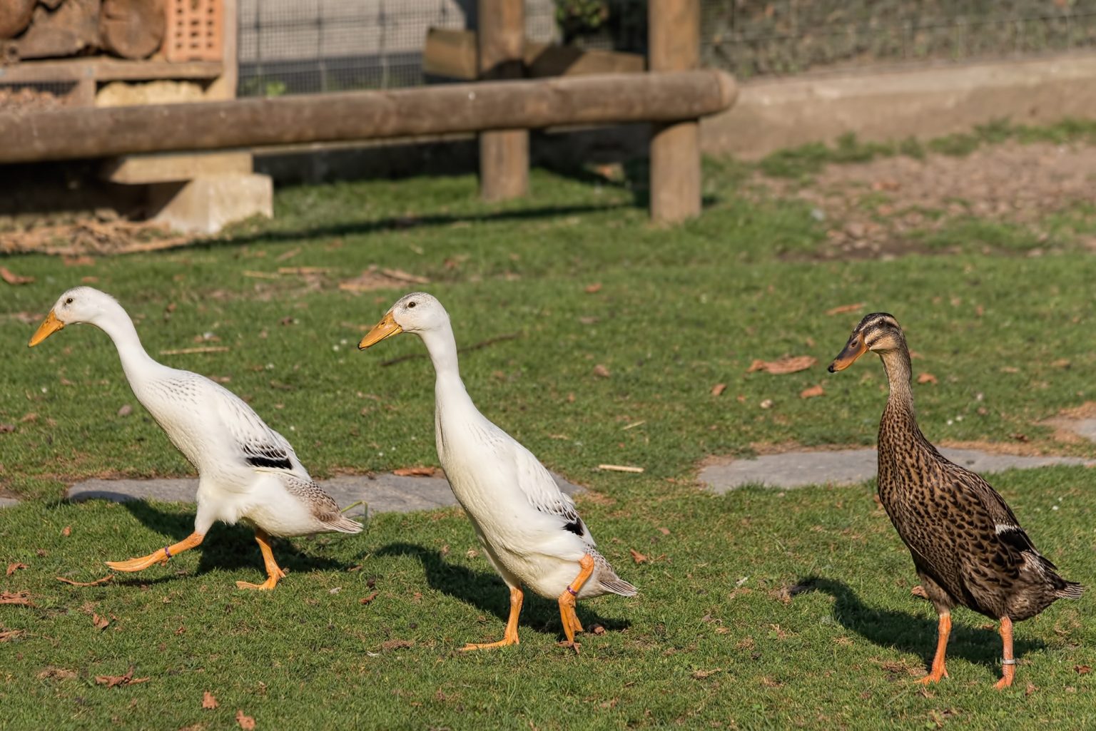 Indian Runner Ducks as Pets: Eggs, Pest Control & Endless Entertainment