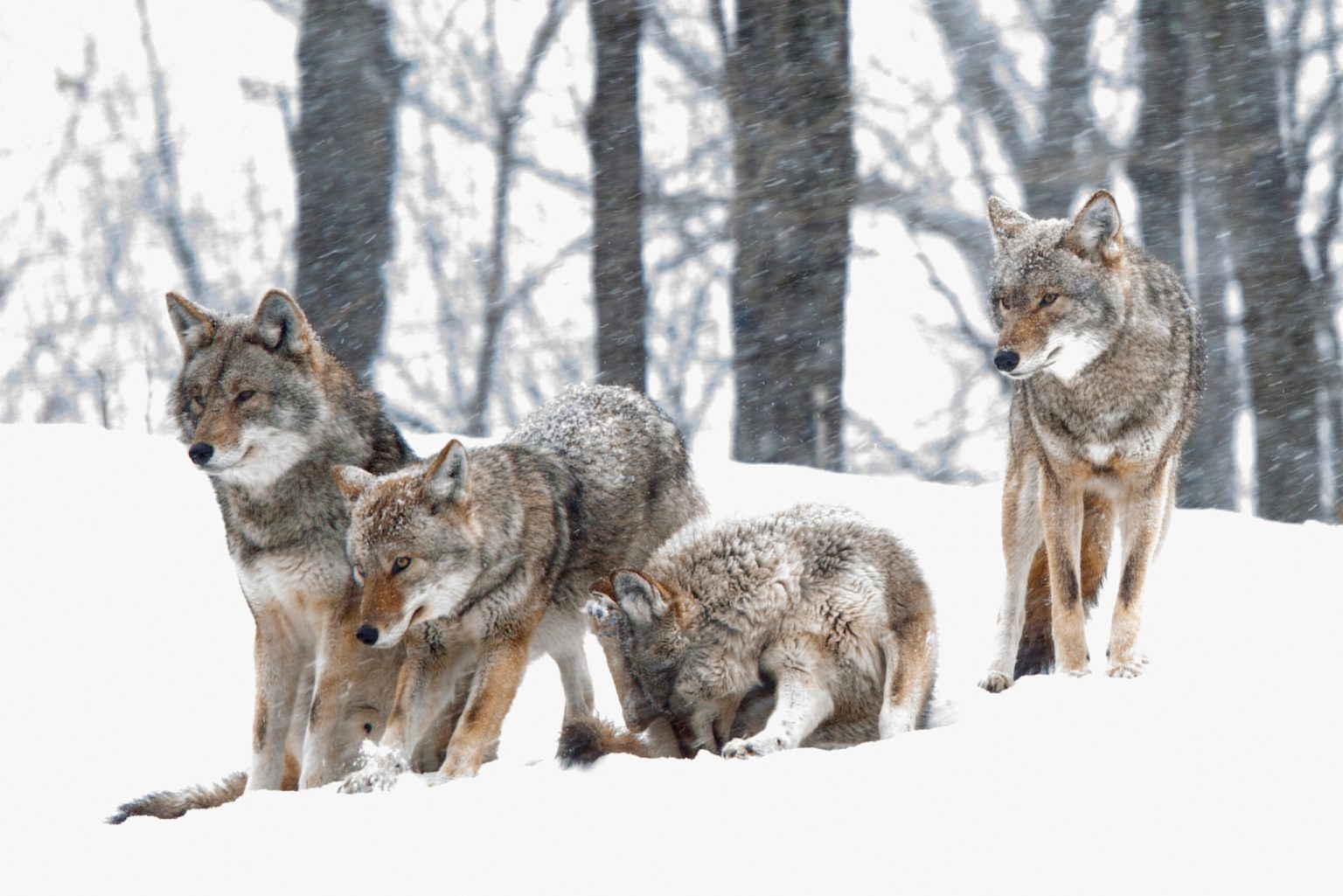 Do Wolves Hibernate? The Surprising Truth About Wolf Winter Survival