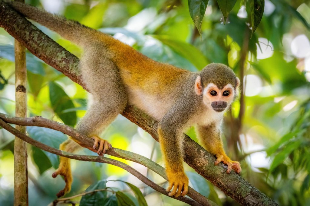 USDA Exotic Animal Licenses: Types, Costs, Requirements & Compliance