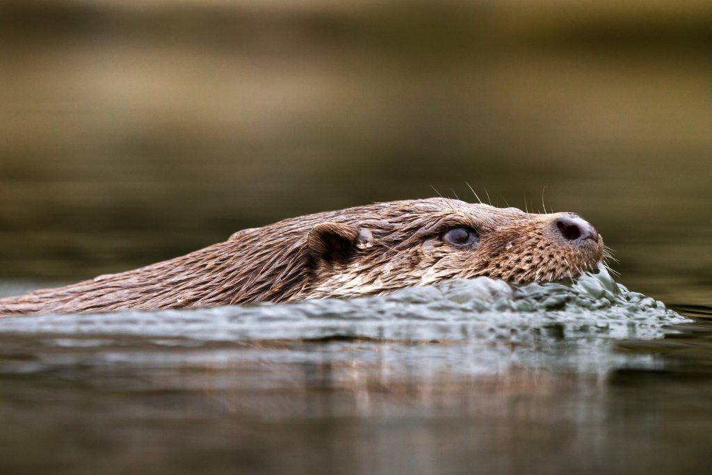 Can Otters Smell Underwater? The Surprising Science Behind Their ...