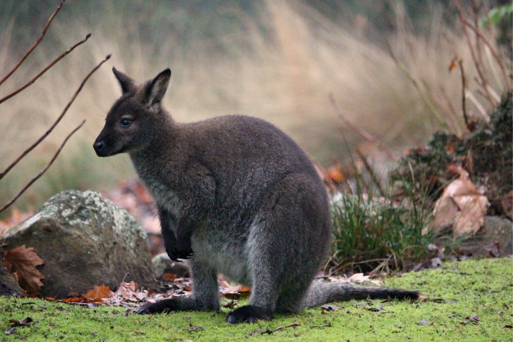Why Bennett's Wallabies Are the Best Pet Wallaby Species