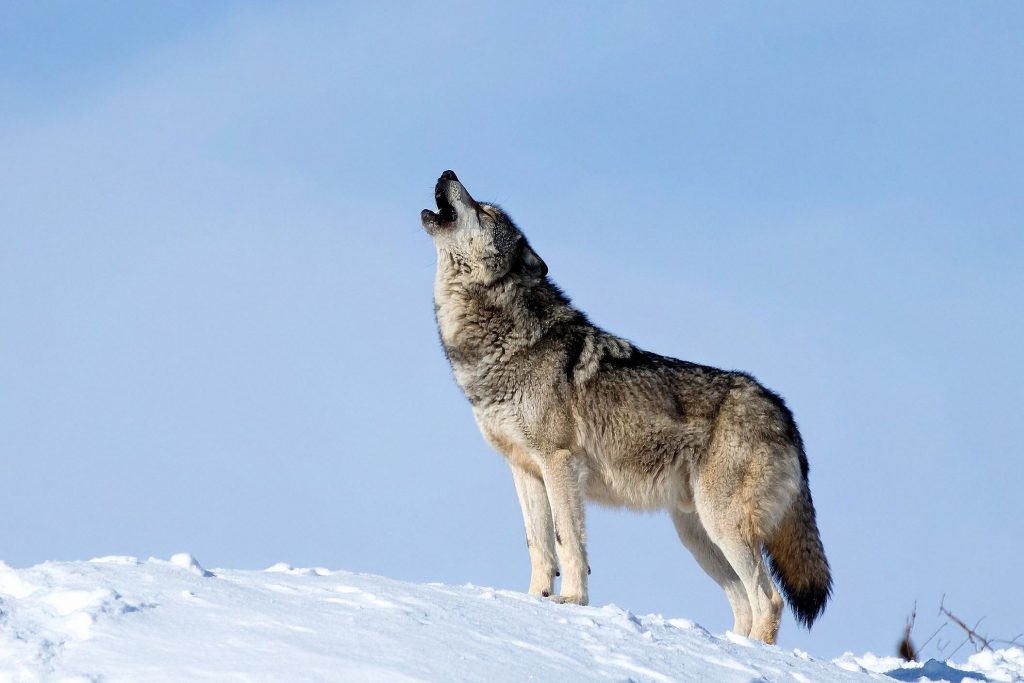 Grey Wolf Facts: Habitat, Behavior, Threats & Conservation