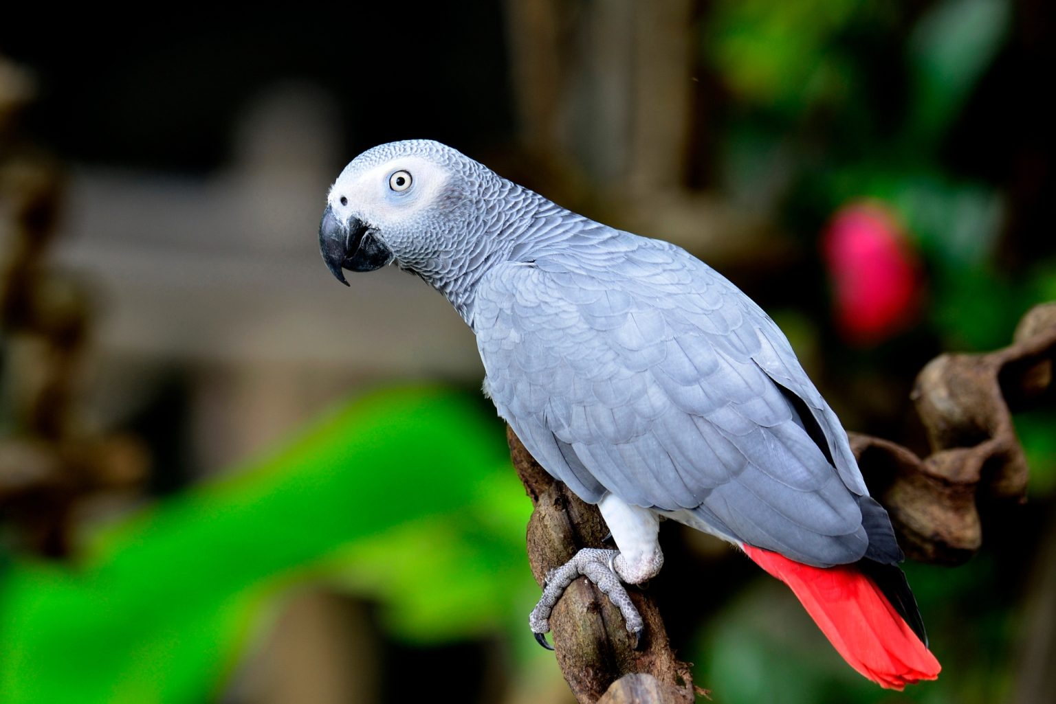 African Grey Parrot Facts: Habitat, Behavior, Threats & Conservation