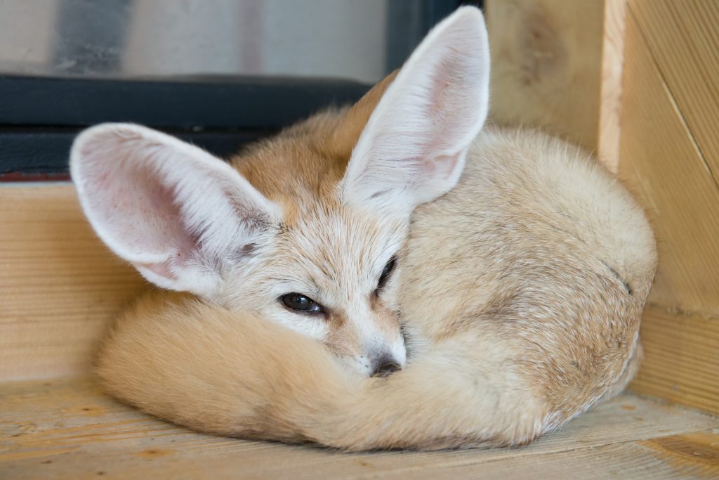Why Your Fennec Fox Will Love Your Cat More Than You (And What That ...