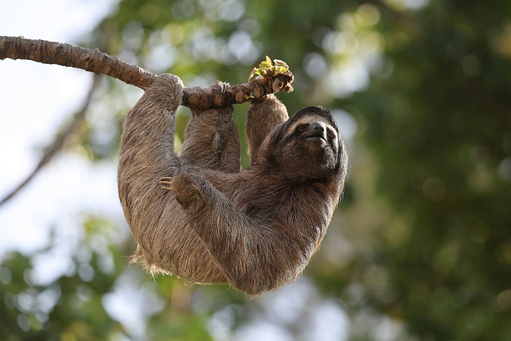Sloth Facts & The Serious Threats They Face