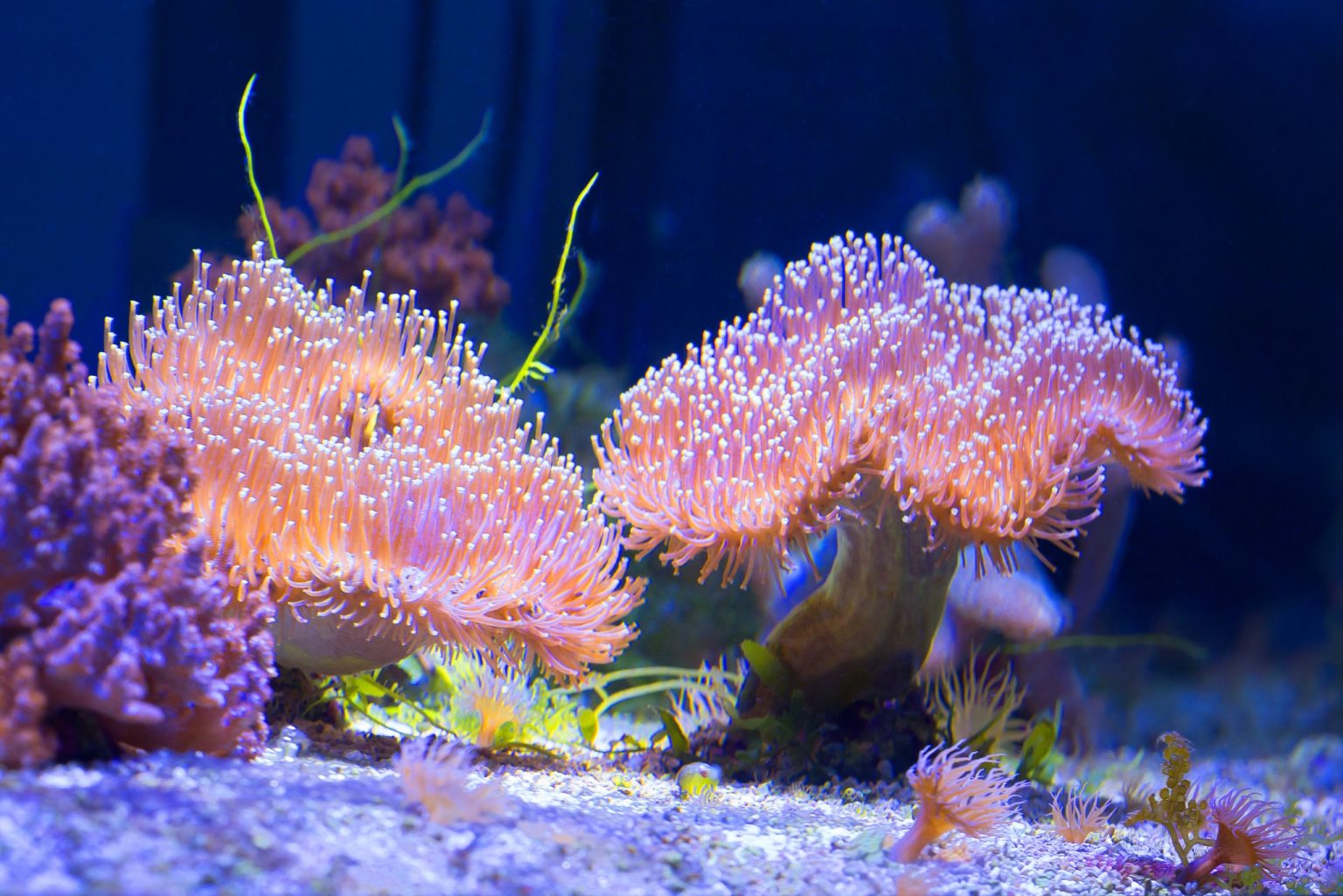 10 Easiest Corals to Keep Alive: A Beginner's Reef Tank Guide