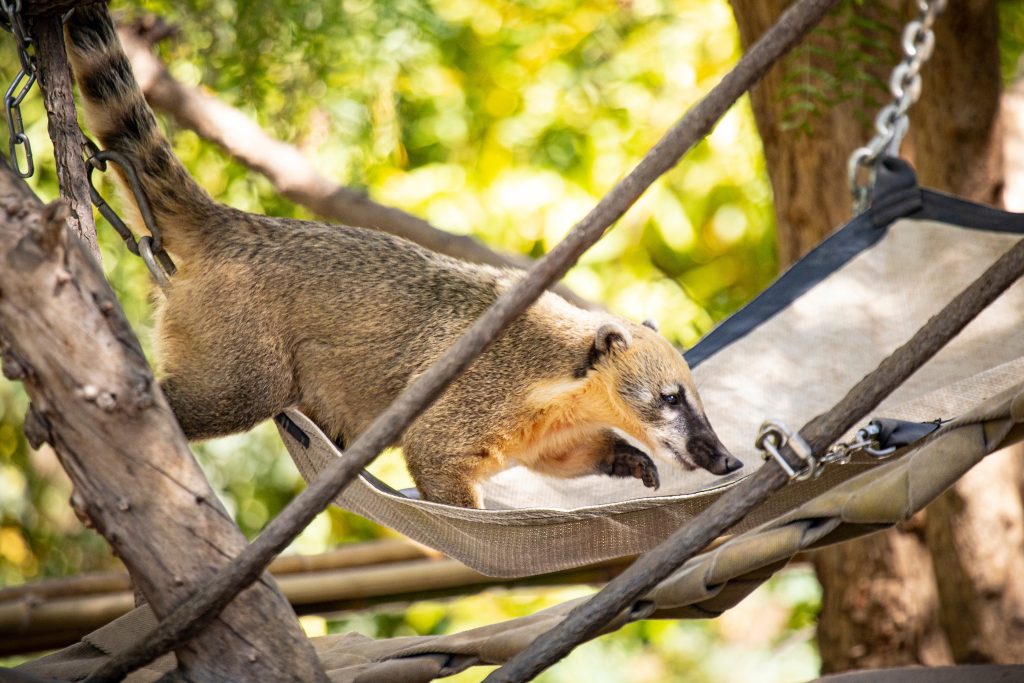 The Ultimate Guide to Pet Coatimundi Enrichment: Keeping Your Coati ...