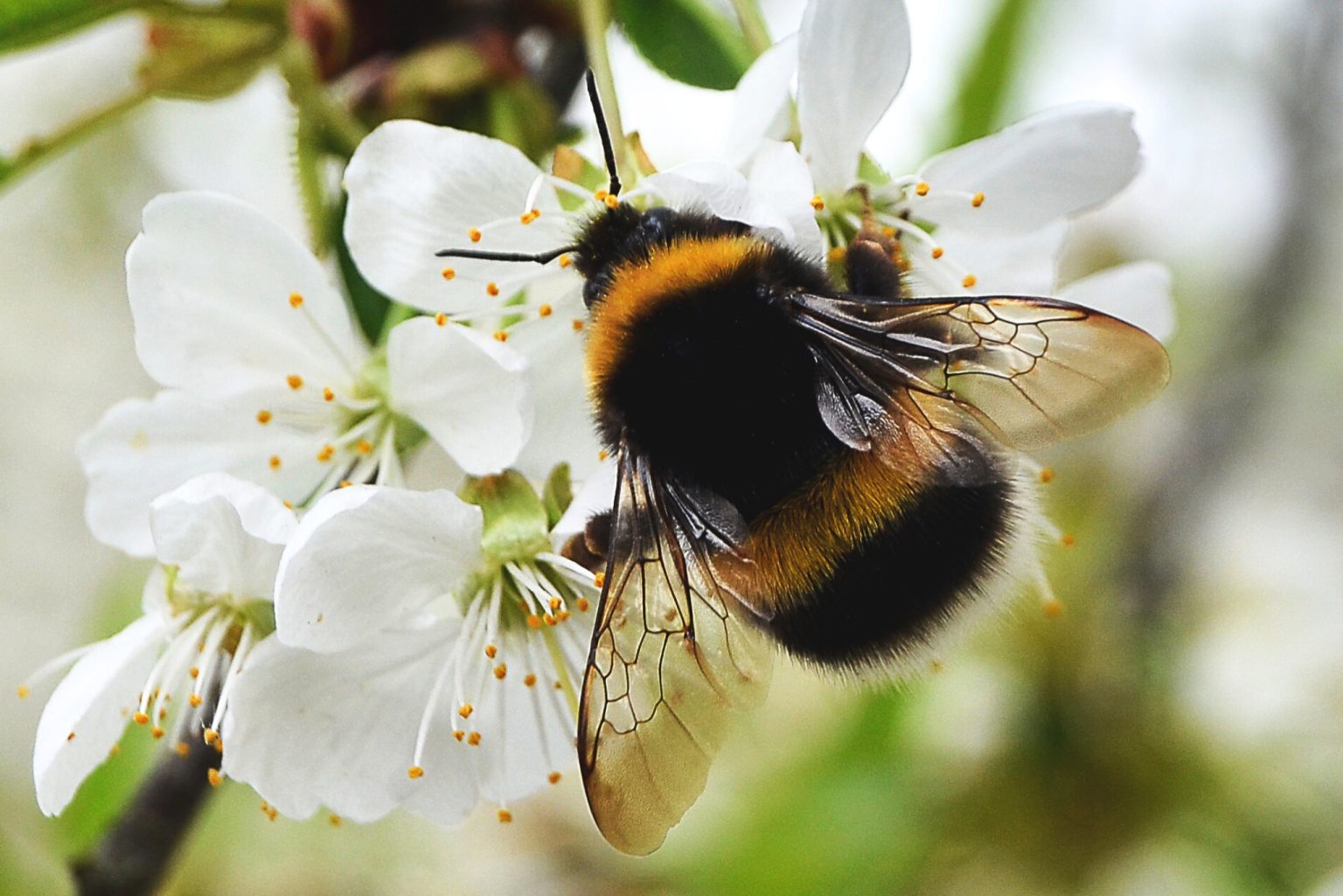 25 Fun & Fascinating Facts About Bumble Bees (Nature's Fuzziest ...