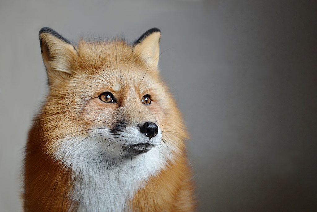 Test Your Pet Fox IQ: A Behavior Quiz for Red Fox Owners