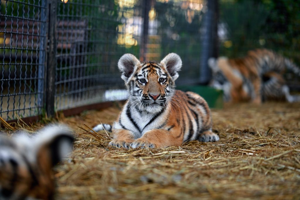 The Problem with Roadside Zoos: What Every Animal Lover Should Know