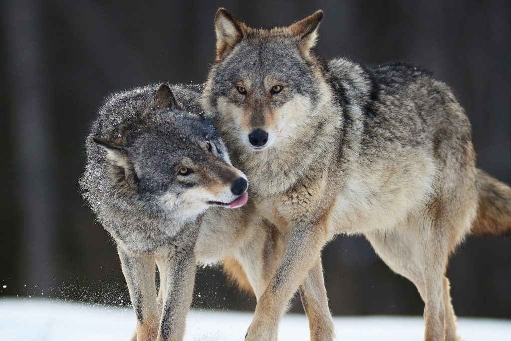 16 Romantic Animals That Put Your Love Life to Shame This Valentine's Day