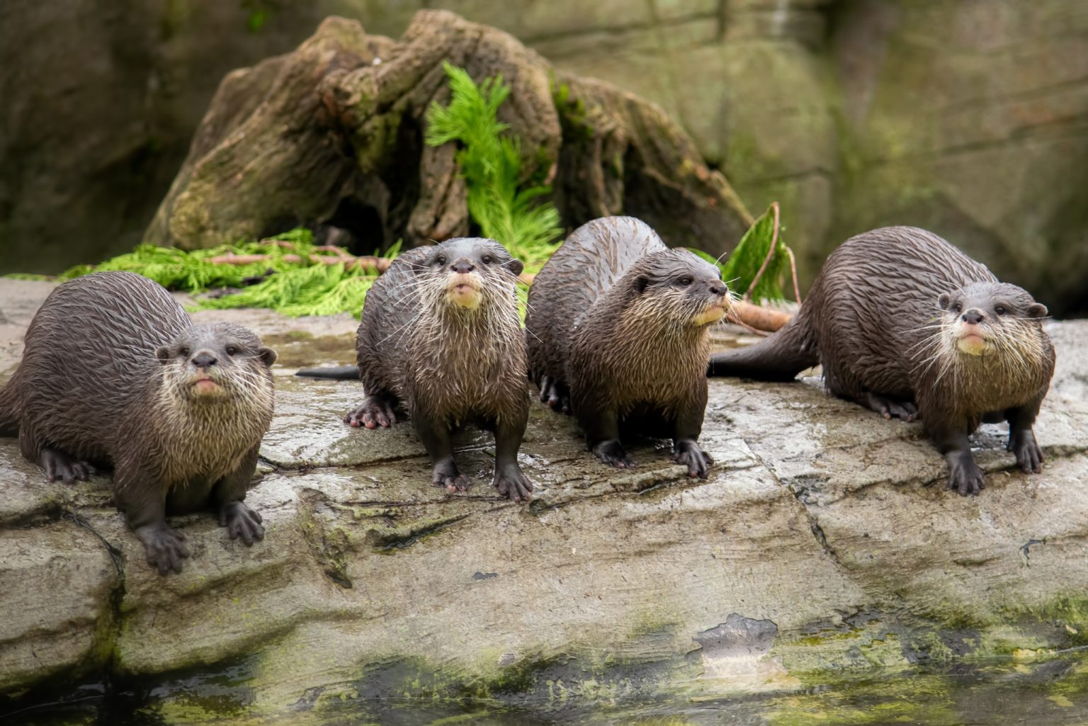 16 Romantic Animals That Put Your Love Life to Shame This Valentine's Day
