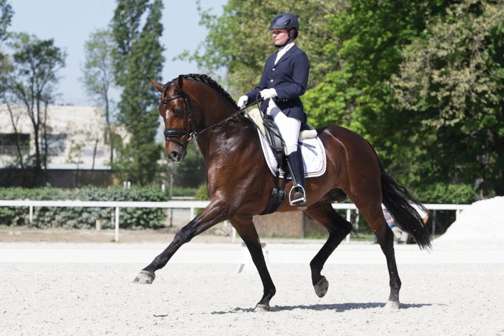 Why Every Horse Benefits from Classical Dressage Training (No Matter ...