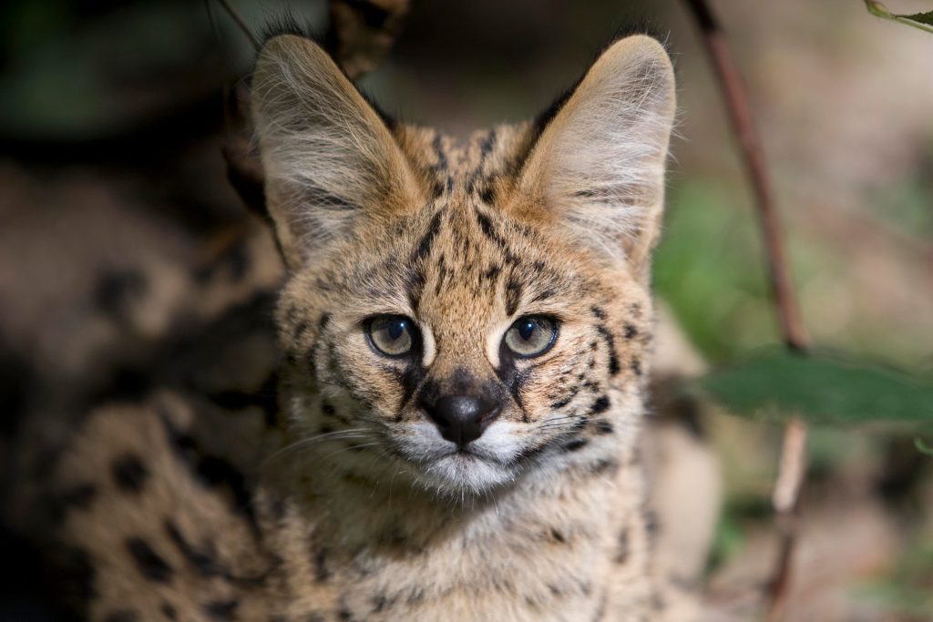 Can You Declaw a Pet Serval? Here's What the Experts Say