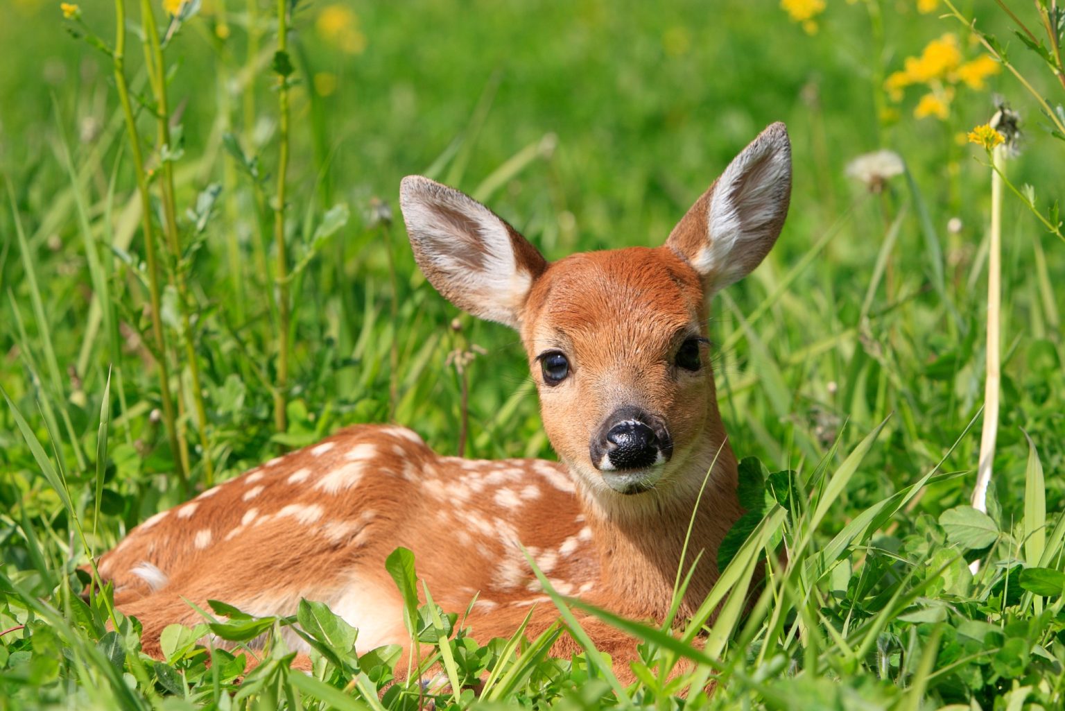 Animals That Love Springtime: Wildlife That Thrives When the Season ...