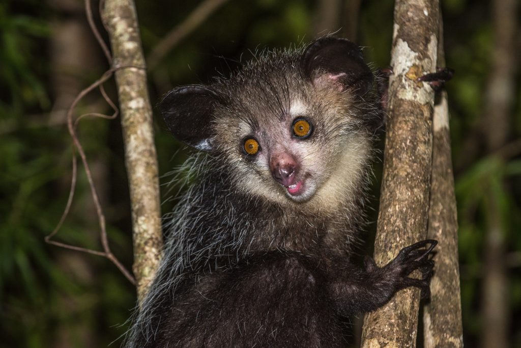 8 Weirdest Animals You've Never Heard Of