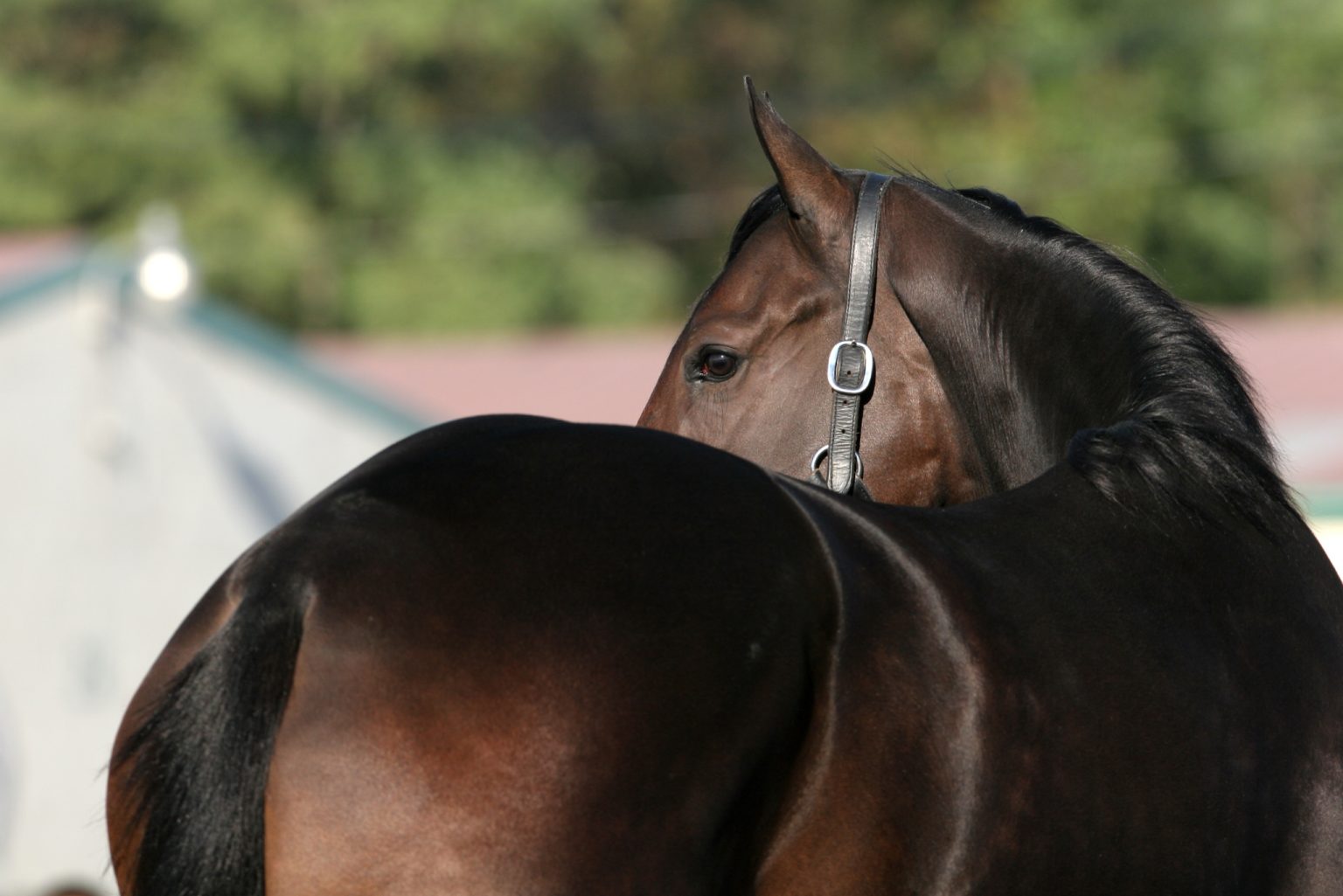 PEMF Therapy for Horses: The Science-Backed Recovery Tool Transforming ...